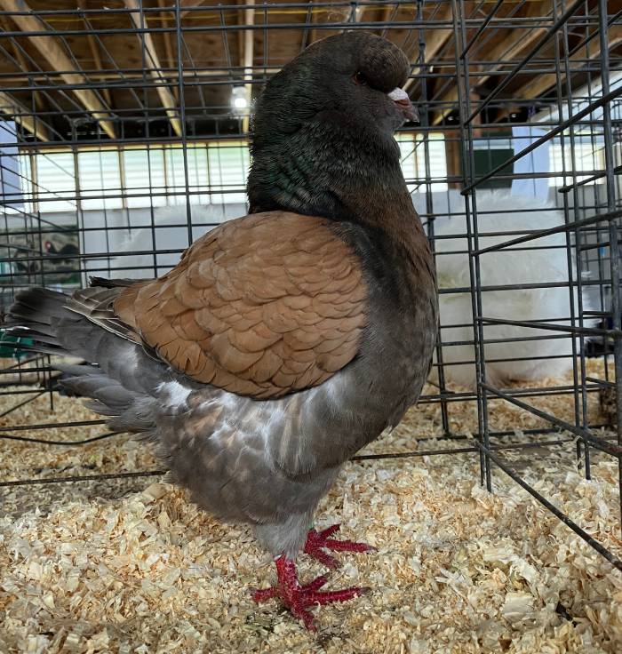 Raising Show Pigeons - Backyard Poultry